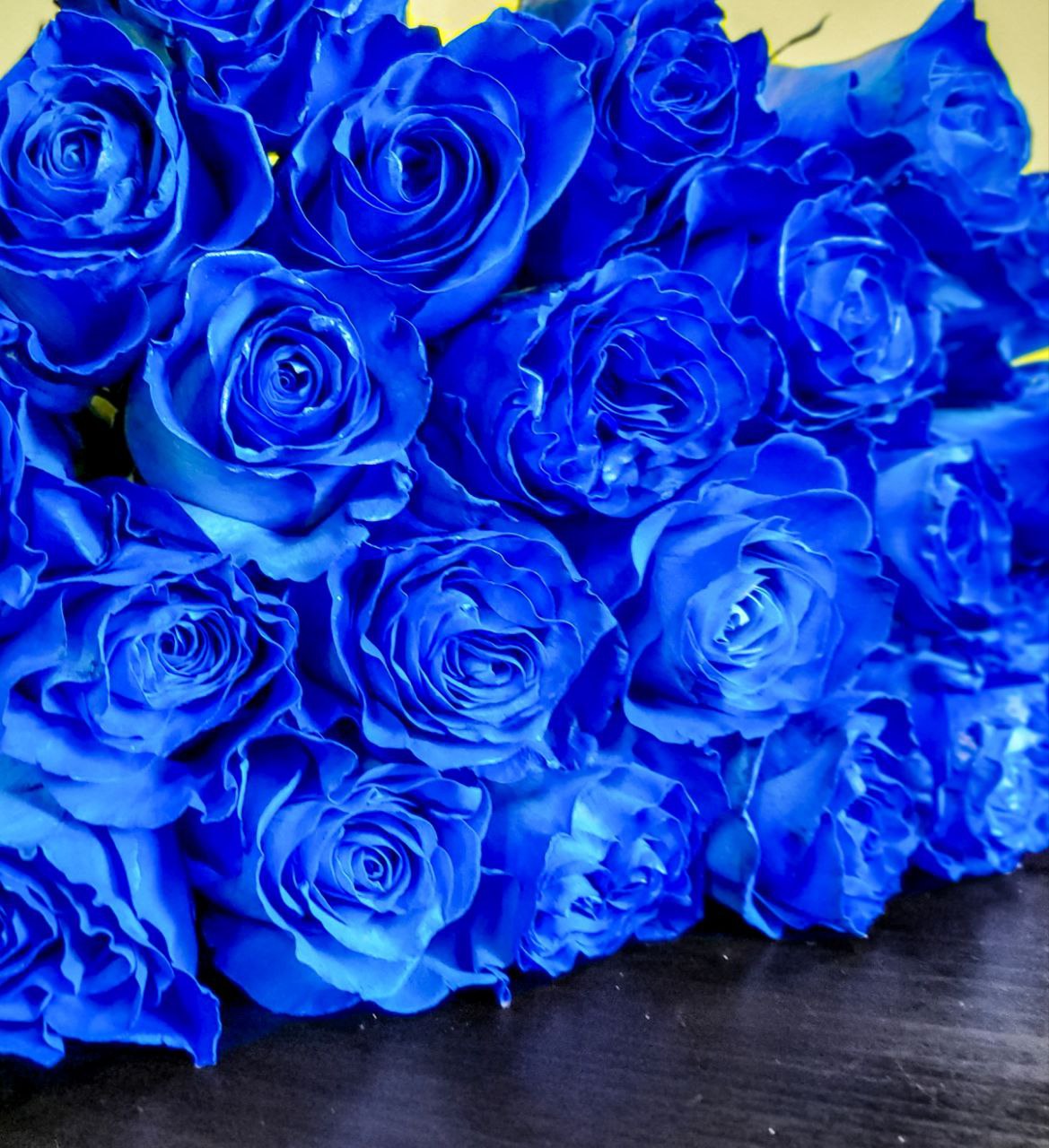 Flowers Pictures Blue Roses
